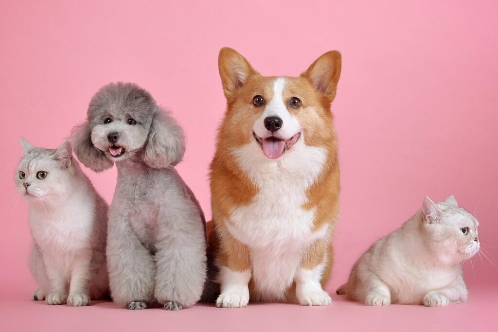 Intuitive Animal Connection – Dr Marie
